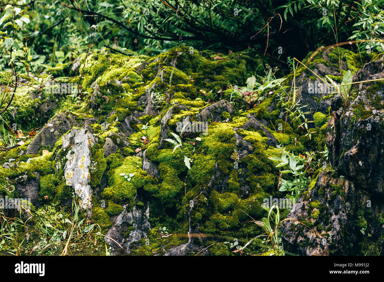Green forest moss on stone in the wild Stock Photo - Alamy