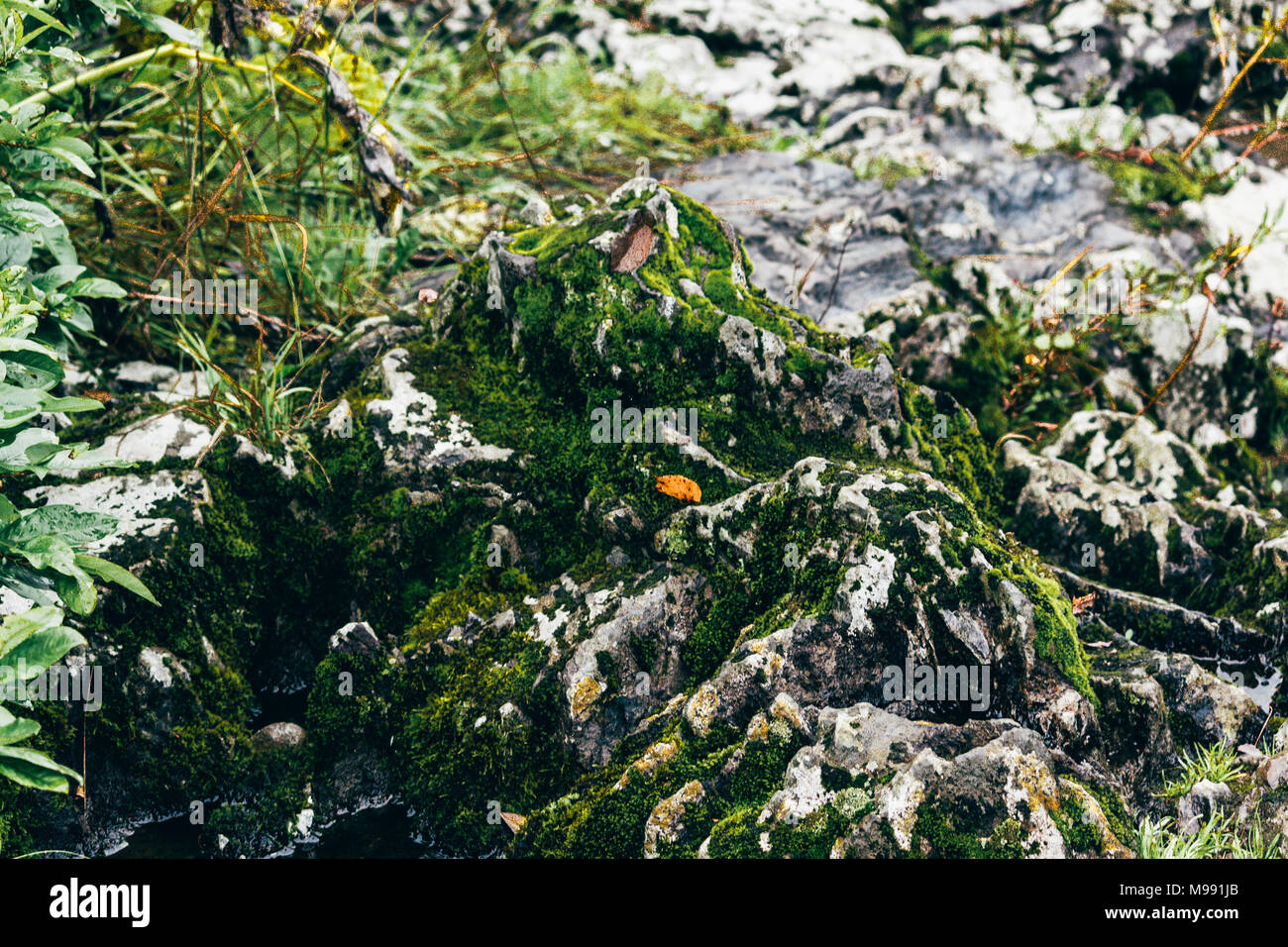 Green forest moss on stone in the wild Stock Photo - Alamy