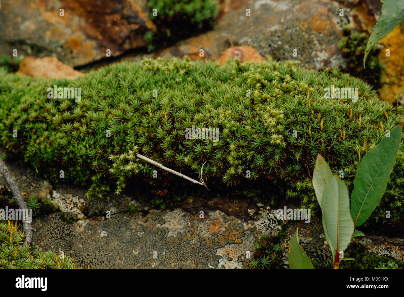 Green forest moss on stone in the wild Stock Photo - Alamy