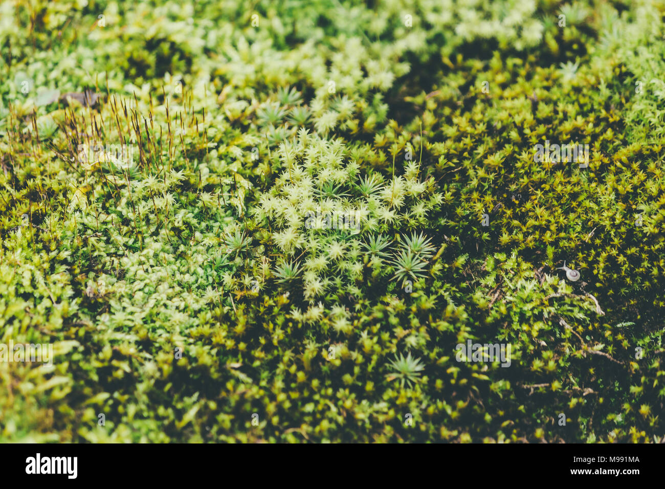 Green forest moss on stone in the wild Stock Photo - Alamy