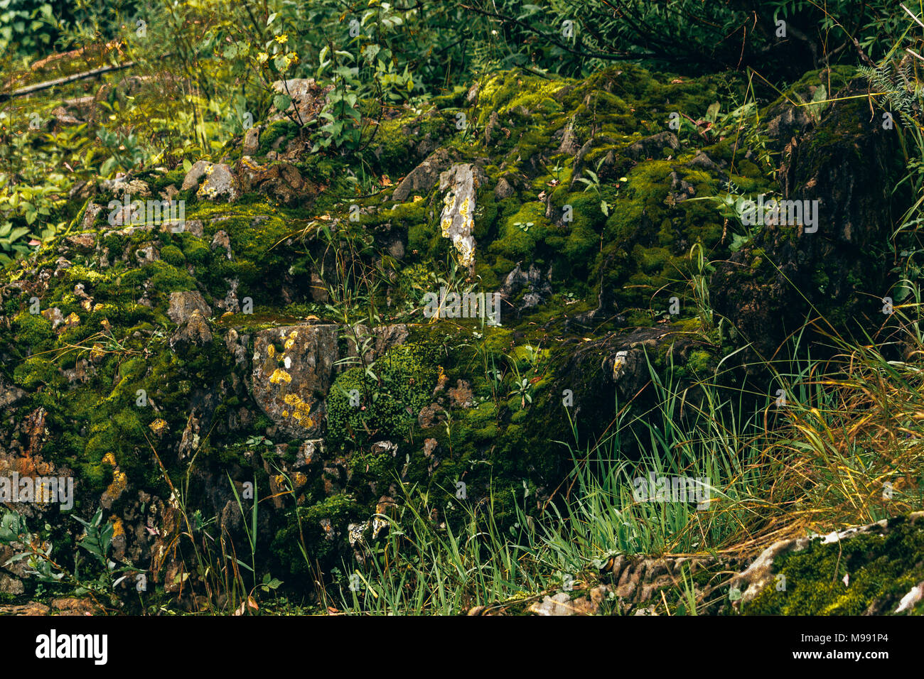 Green forest moss on stone in the wild Stock Photo - Alamy
