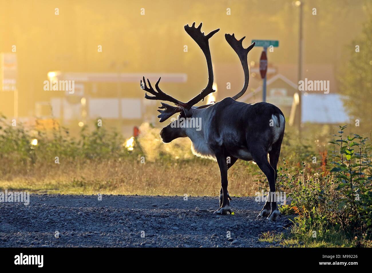 Caribou rack hi-res stock photography and images - Alamy