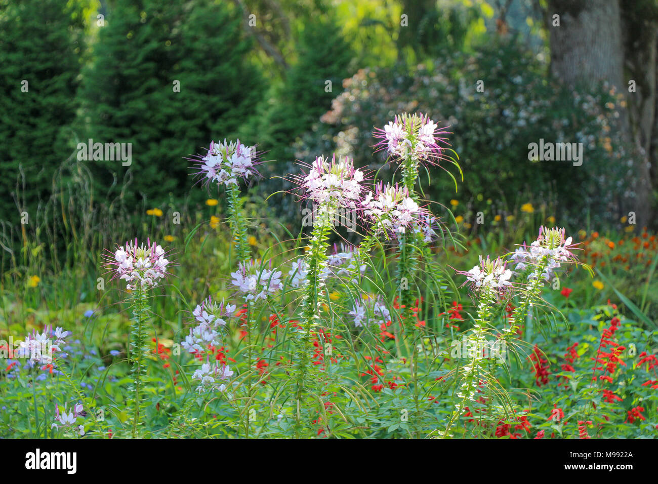 Beautiful fresh flowers in nature background Stock Photo - Alamy