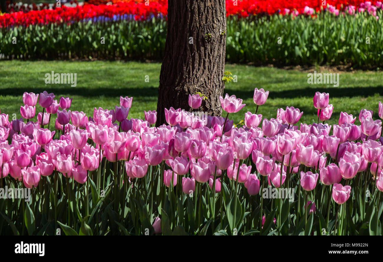 Tulip Flowers Blooming around tree trunk in Spring Season Stock Photo ...