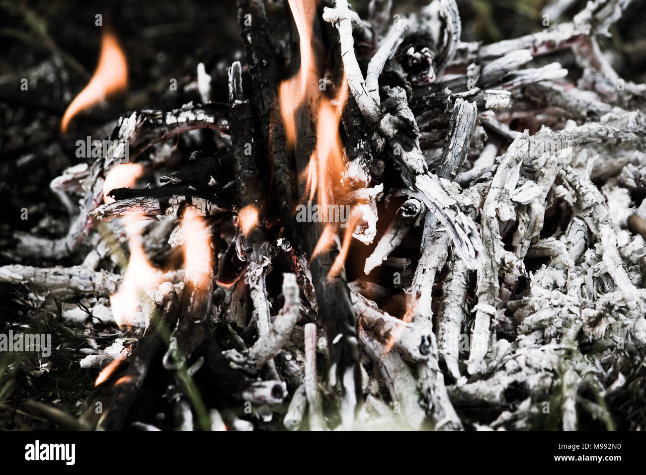The flames of the fire in the grass. Wildfire. Summer picnic, barbecue ...