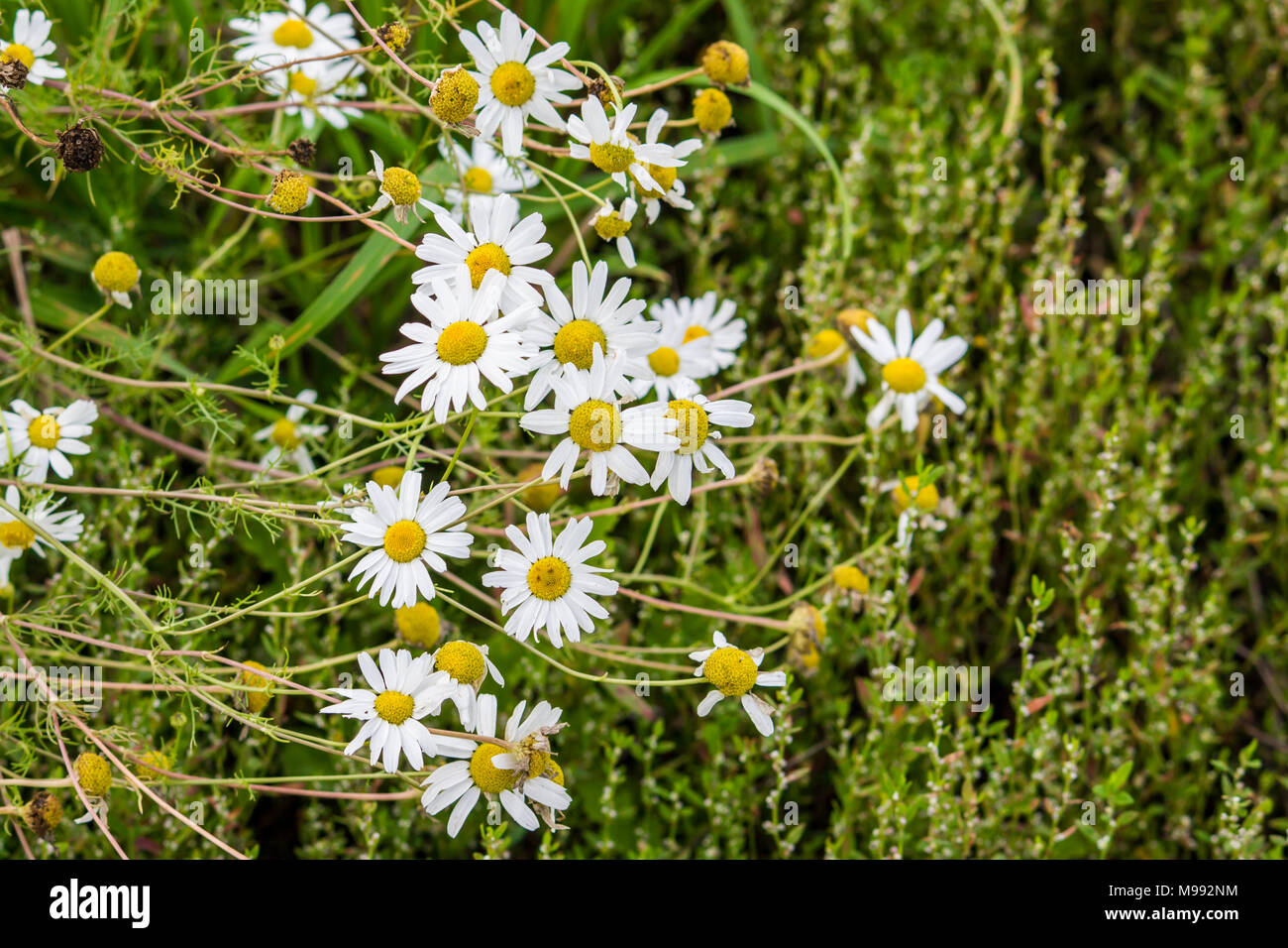 Bouquet of daisies in green grass Stock Photo - Alamy