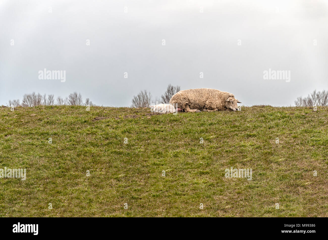 a sheep and lamb lie on the hill of a pasture Stock Photo - Alamy