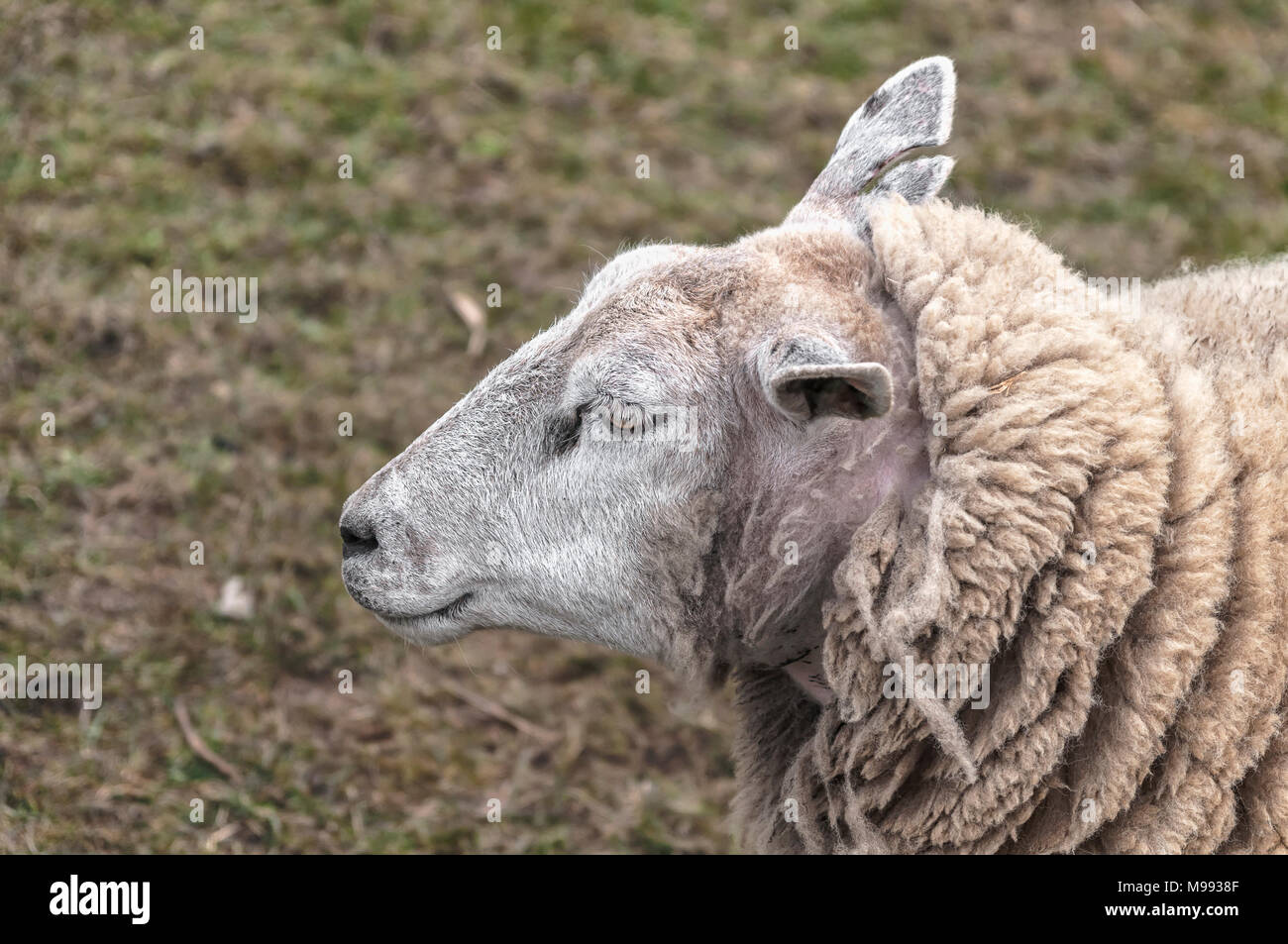 a close up of the head of a sheep Stock Photo - Alamy