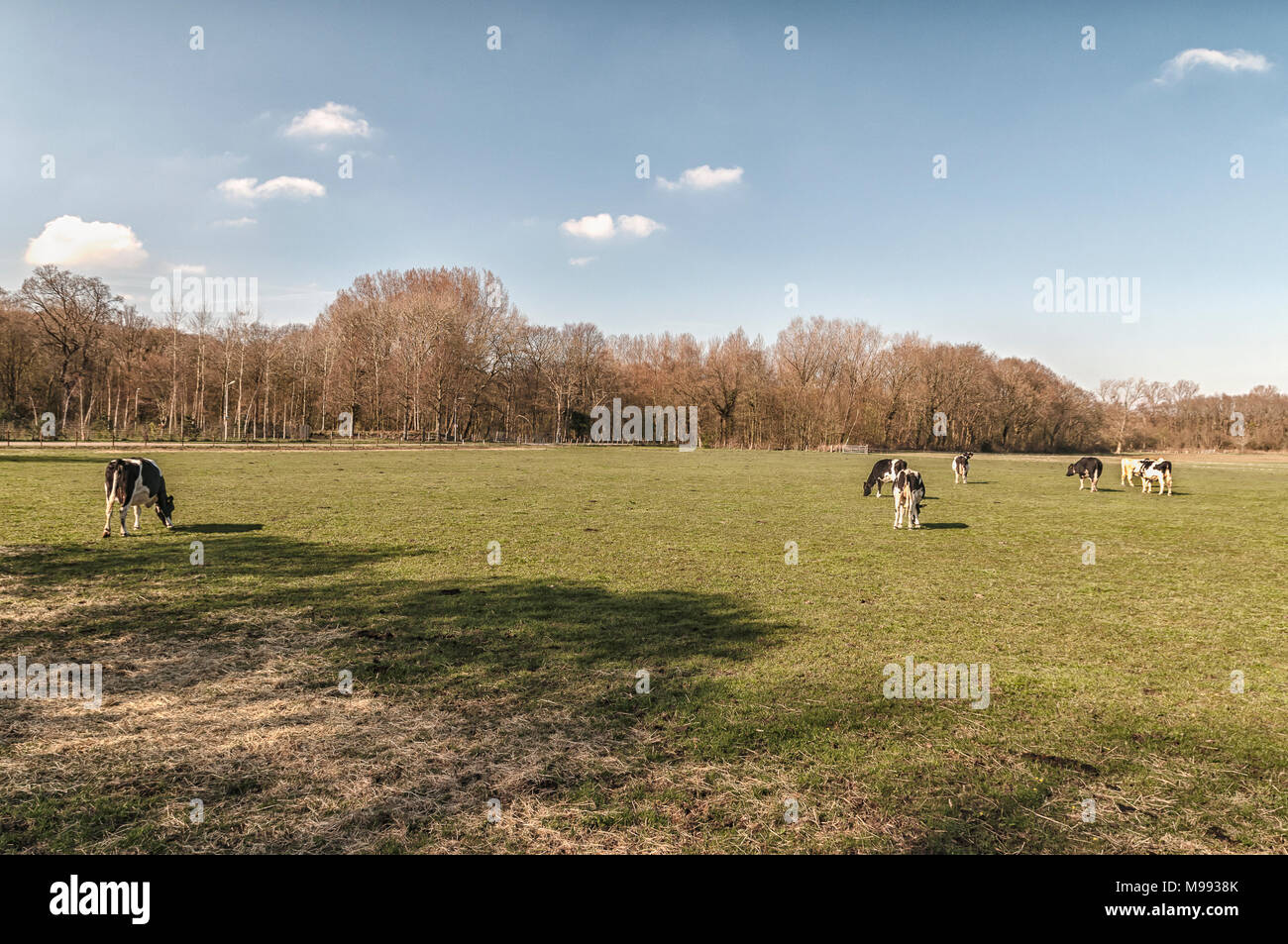 a typical Dutch landscape with cows in the pasture Stock Photo - Alamy