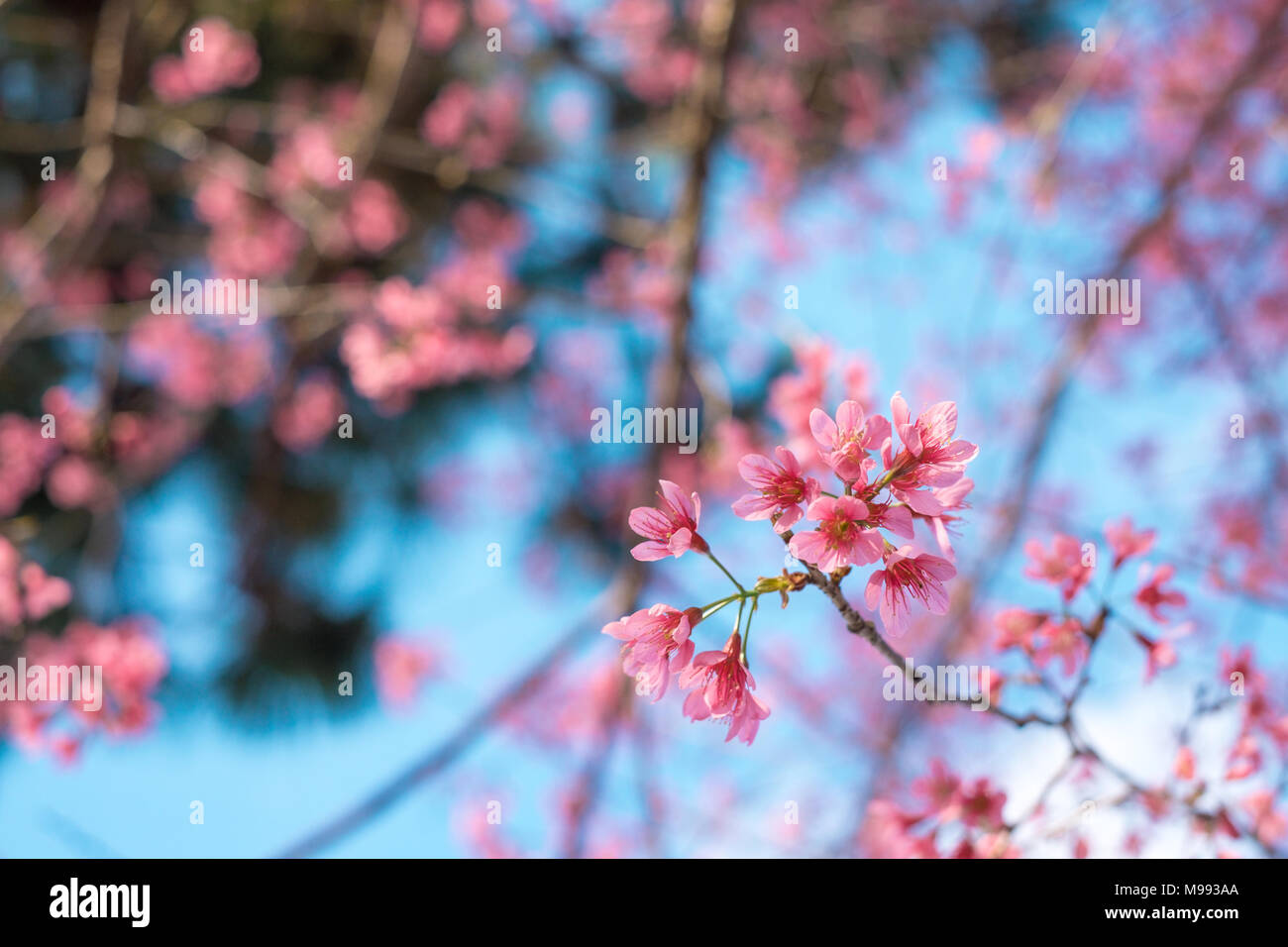 Royalty high quality free stock image of cherry blossom sakura (Prunus ...