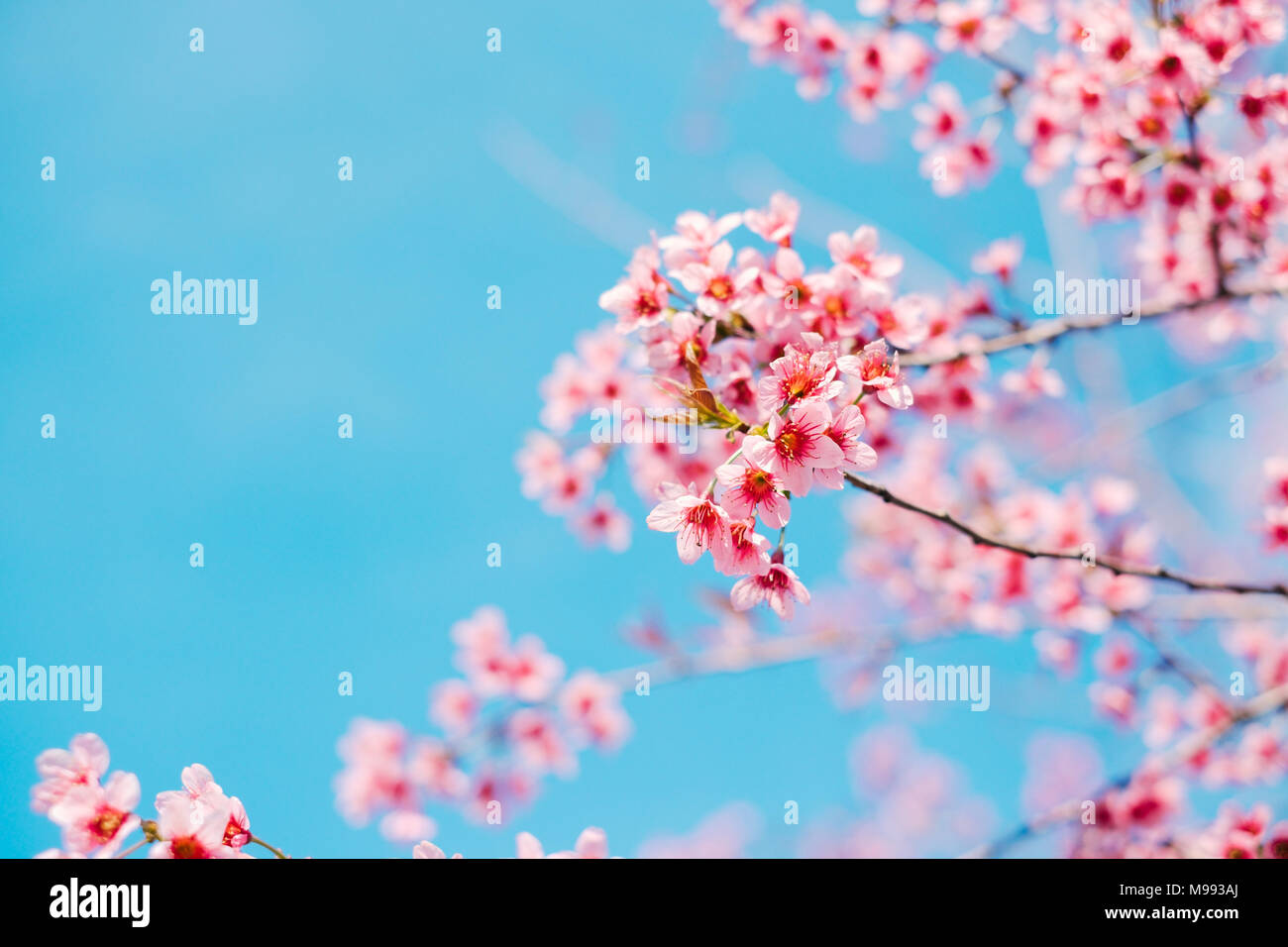 Royalty high quality free stock image of cherry blossom sakura (Prunus ...