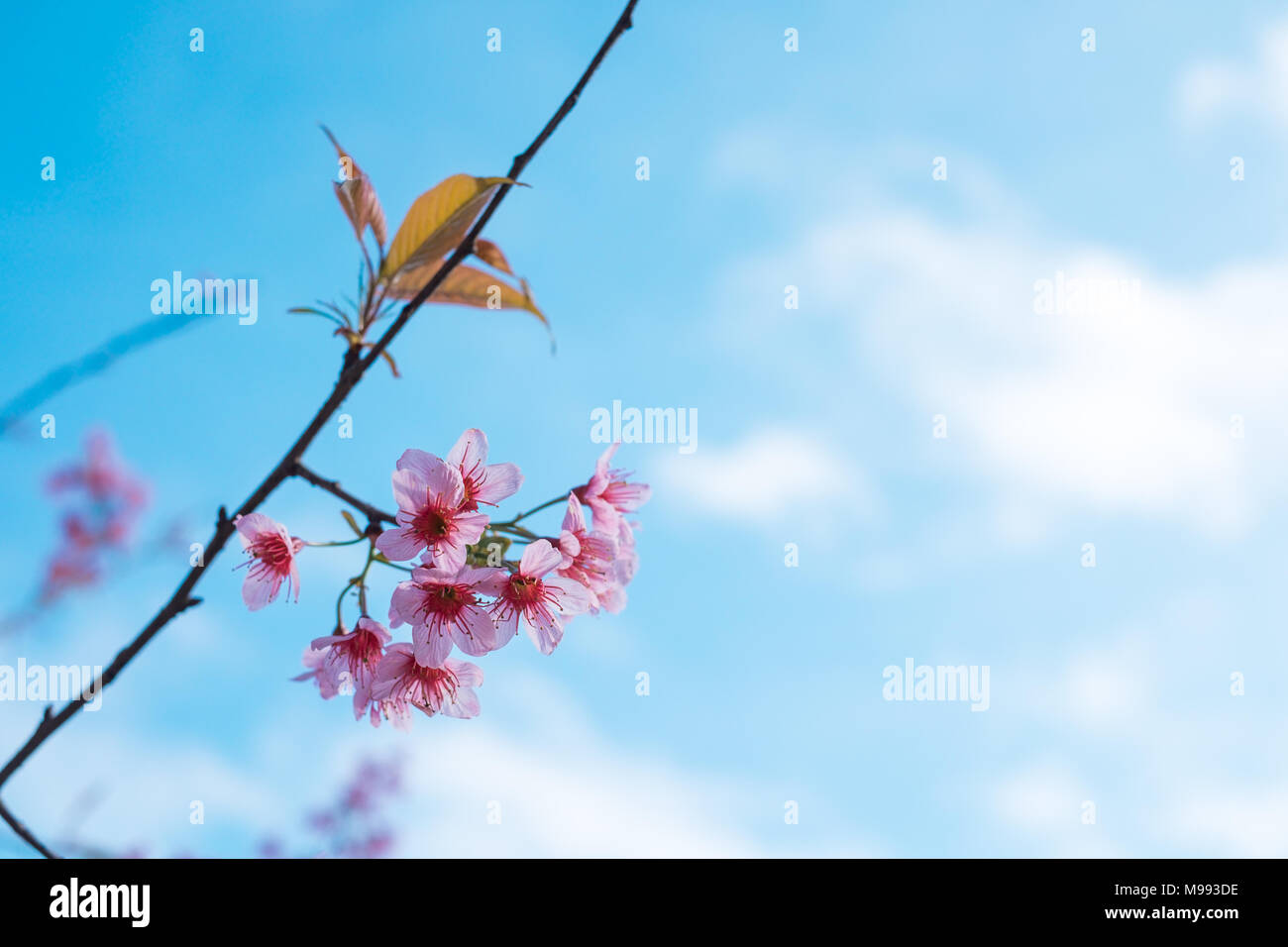 Royalty high quality free stock image of cherry blossom sakura (Prunus ...