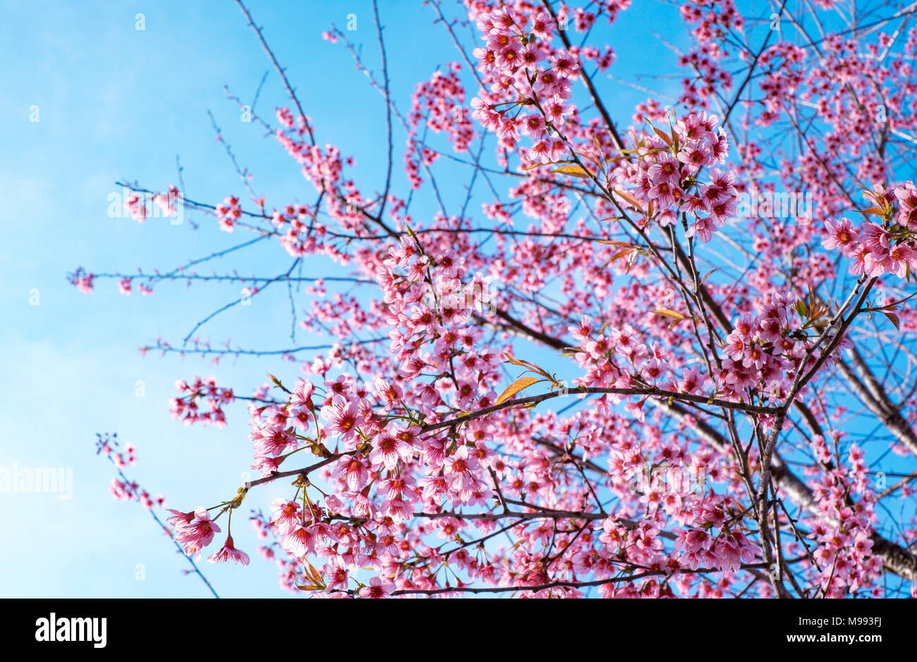Royalty high quality free stock image of cherry blossom sakura (Prunus ...
