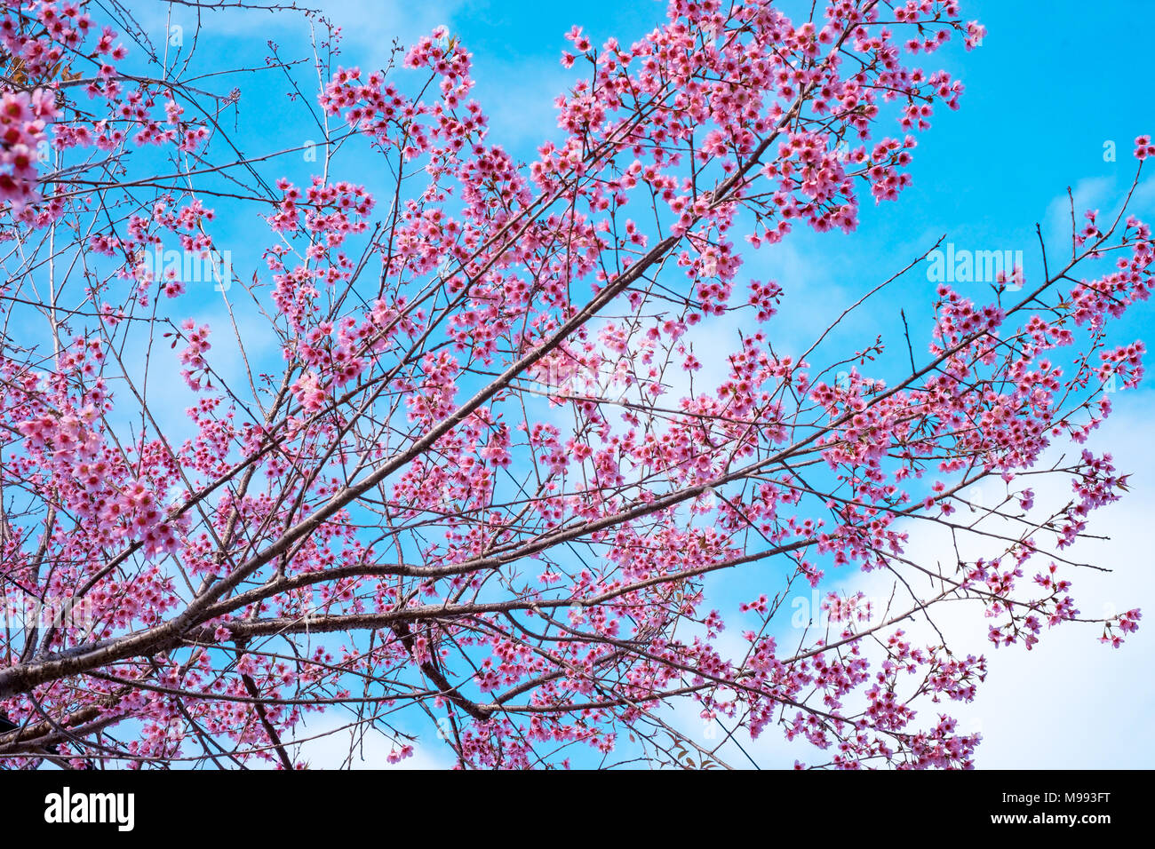 Royalty high quality free stock image of cherry blossom sakura (Prunus ...