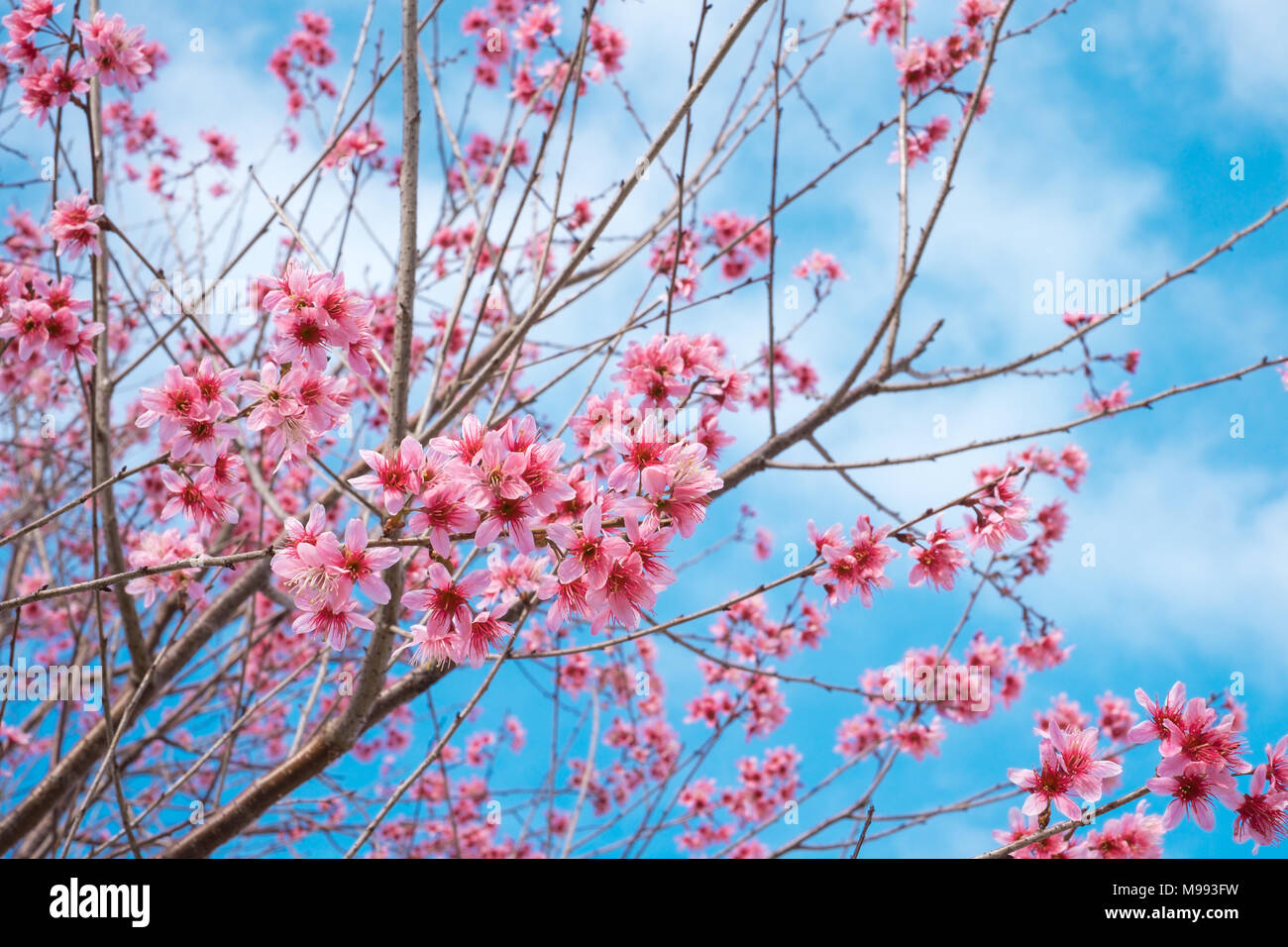 Royalty high quality free stock image of cherry blossom sakura (Prunus ...