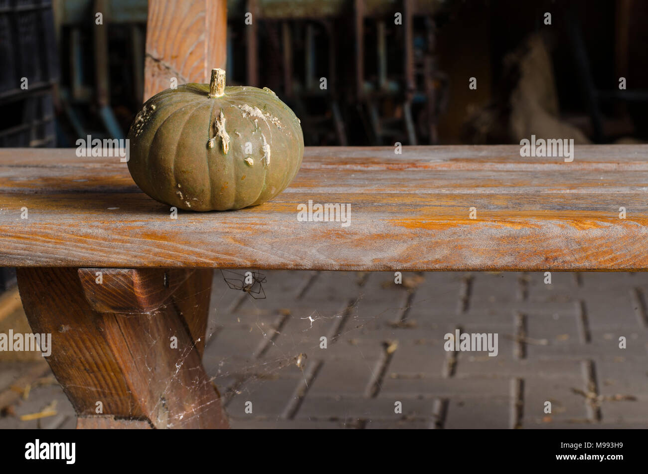Barn spiders hi-res stock photography and images - Alamy
