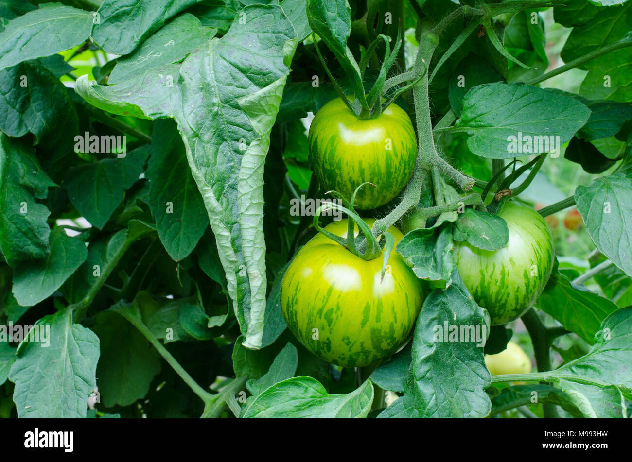 cluster of green zebra tomato fruits on a vine Stock Photo - Alamy