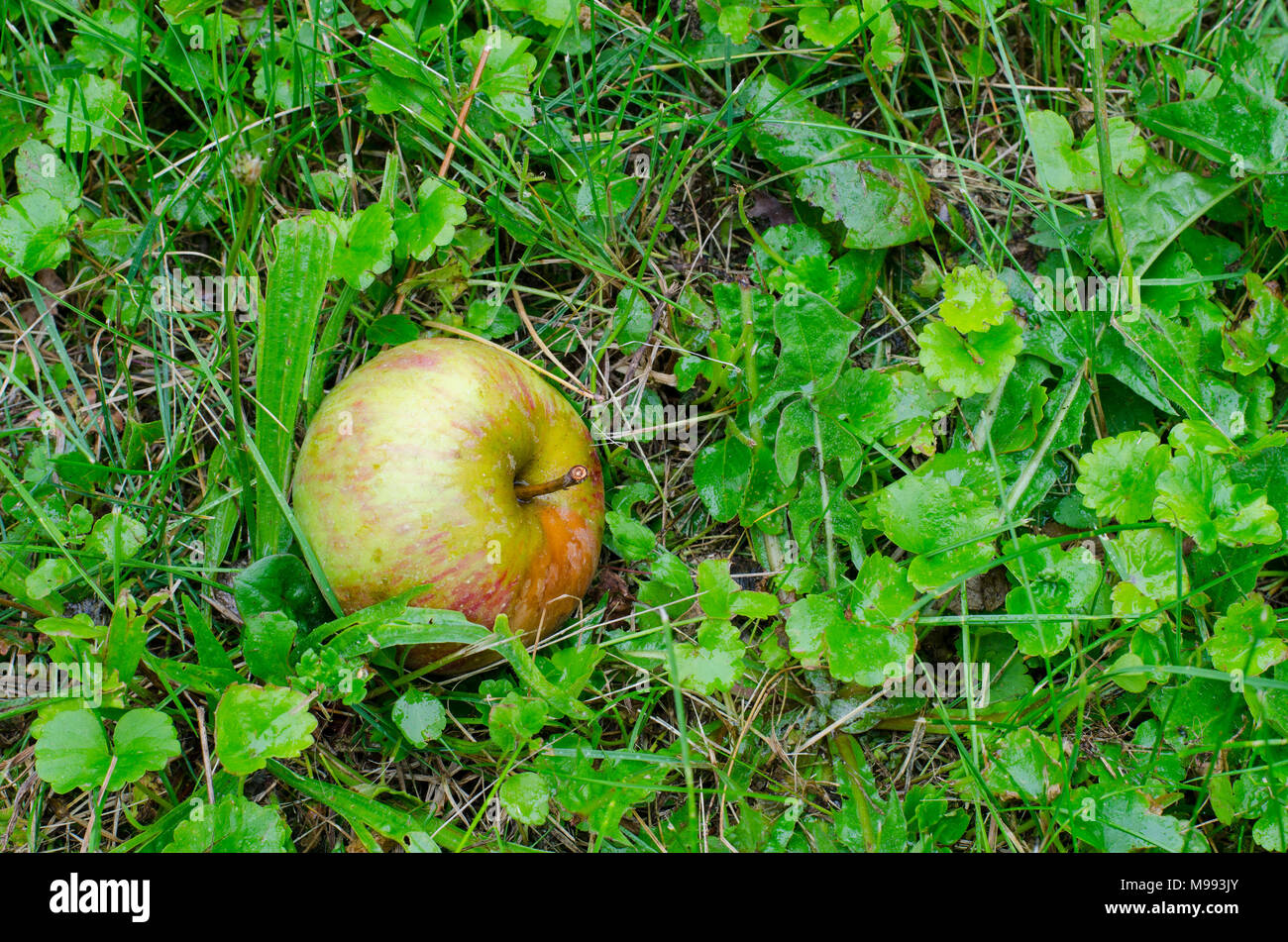 Fallen food organic hi-res stock photography and images - Alamy