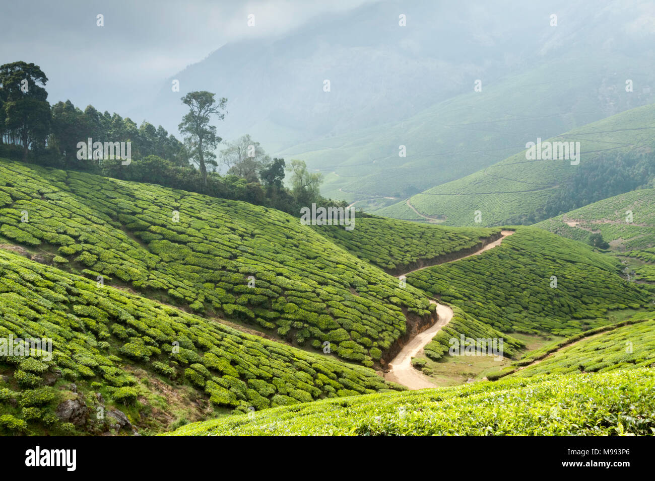 India tea estate hi-res stock photography and images - Alamy