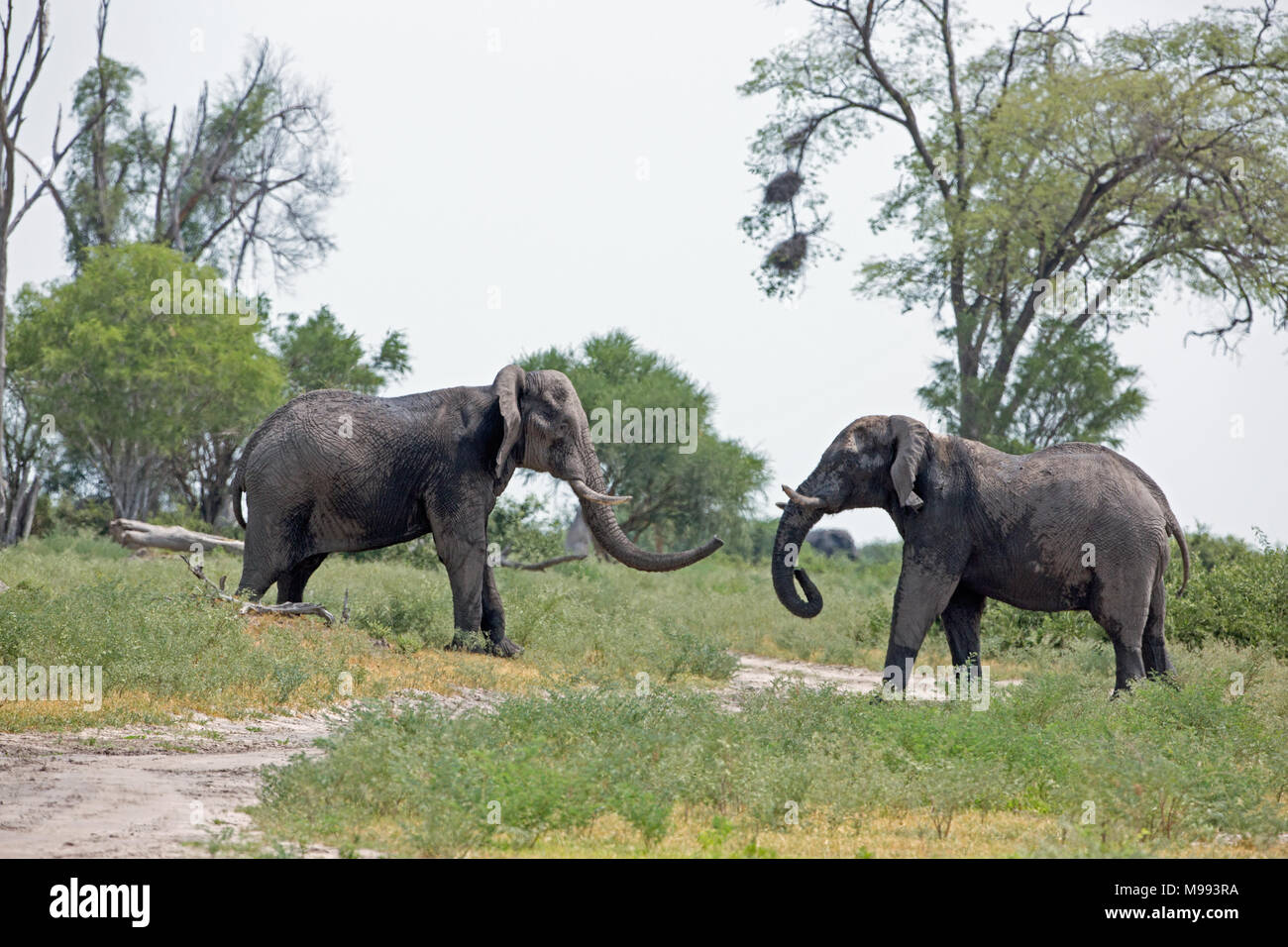 Two african elephants head to head hi-res stock photography and images ...
