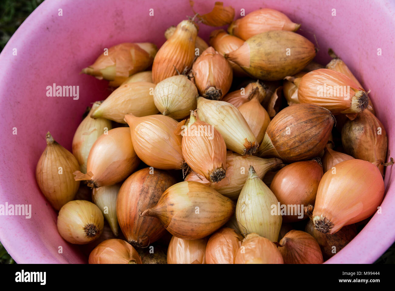 Pile of bulb onions in basket before seeding. Onions background. Ripe ...