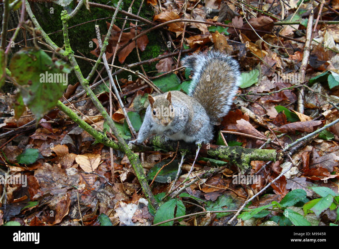Squirrel looking at the camera Stock Photo - Alamy