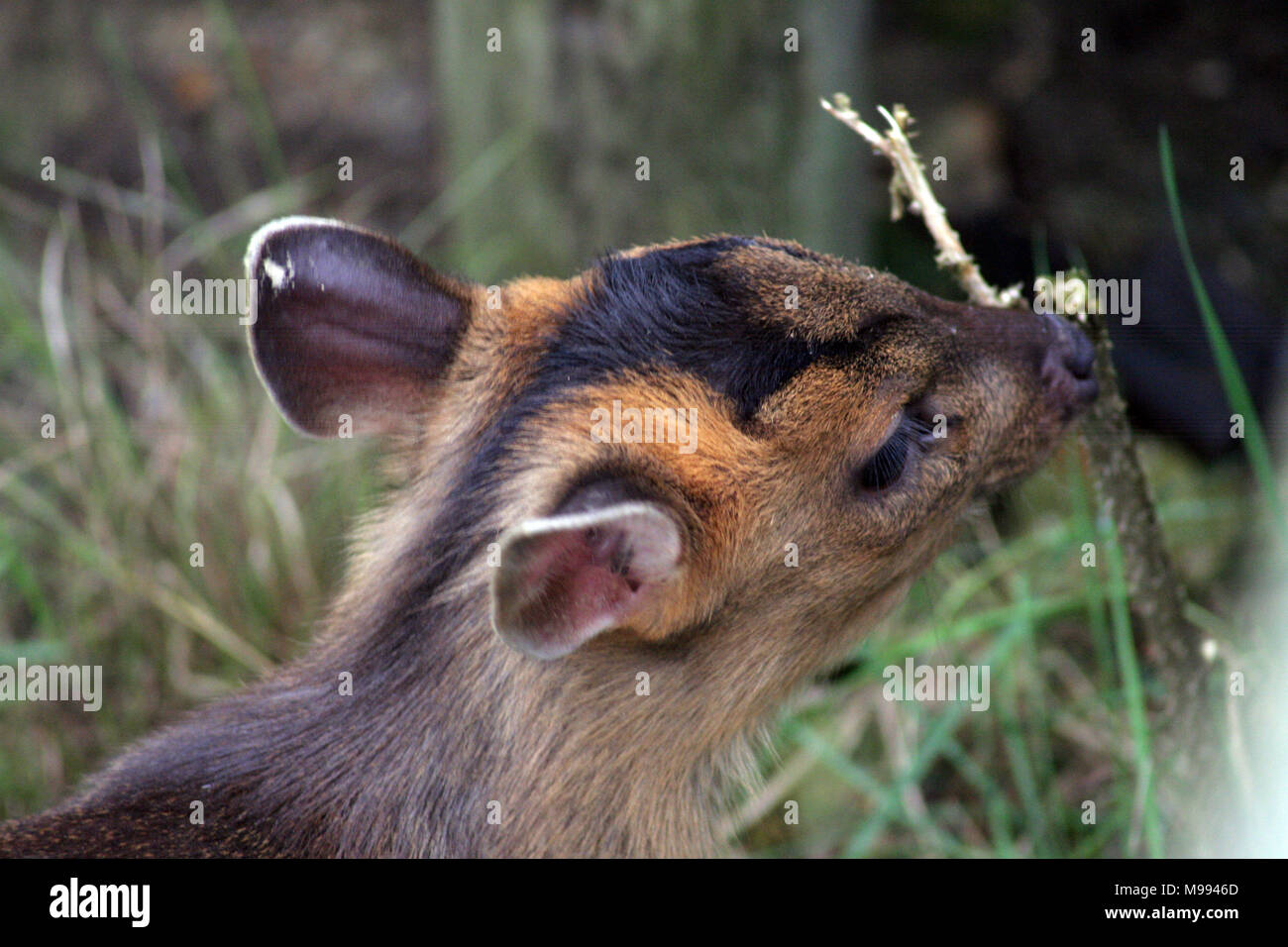 Barking deer tail hi-res stock photography and images - Alamy