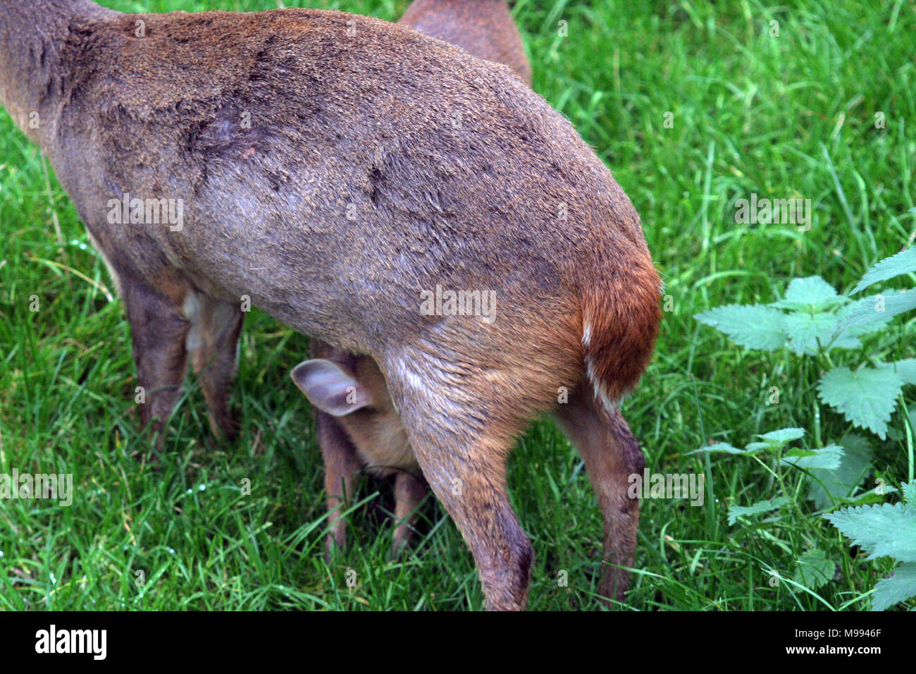 Muntac deer, or Reeves muntjac, are common in England following escapes ...