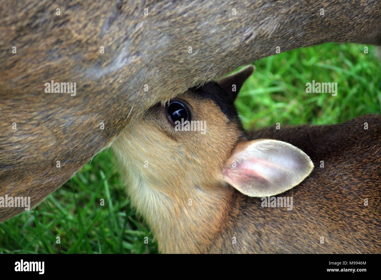Muntac deer, or Reeves muntjac, are common in England following escapes ...