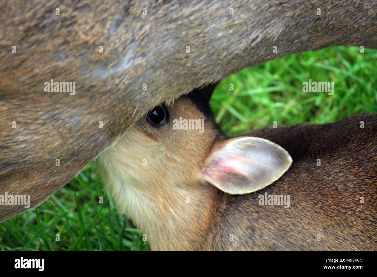 Solitary muntjac hi-res stock photography and images - Alamy