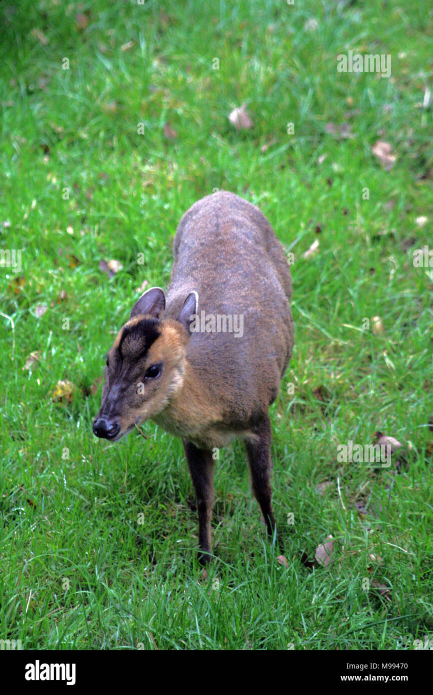 Muntac deer, or Reeves muntjac, are common in England following escapes ...