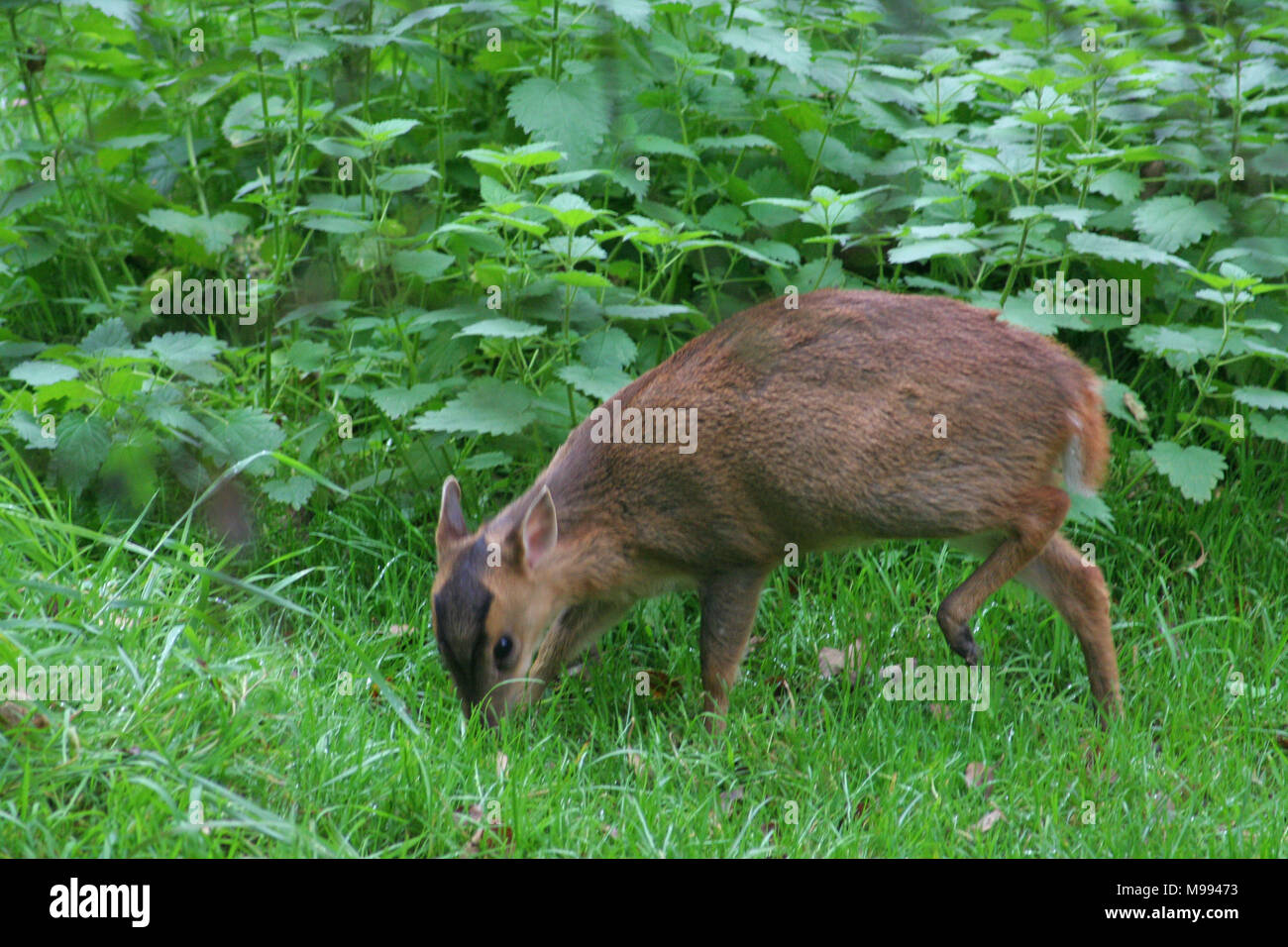 Muntac deer, or Reeves muntjac, are common in England following escapes ...