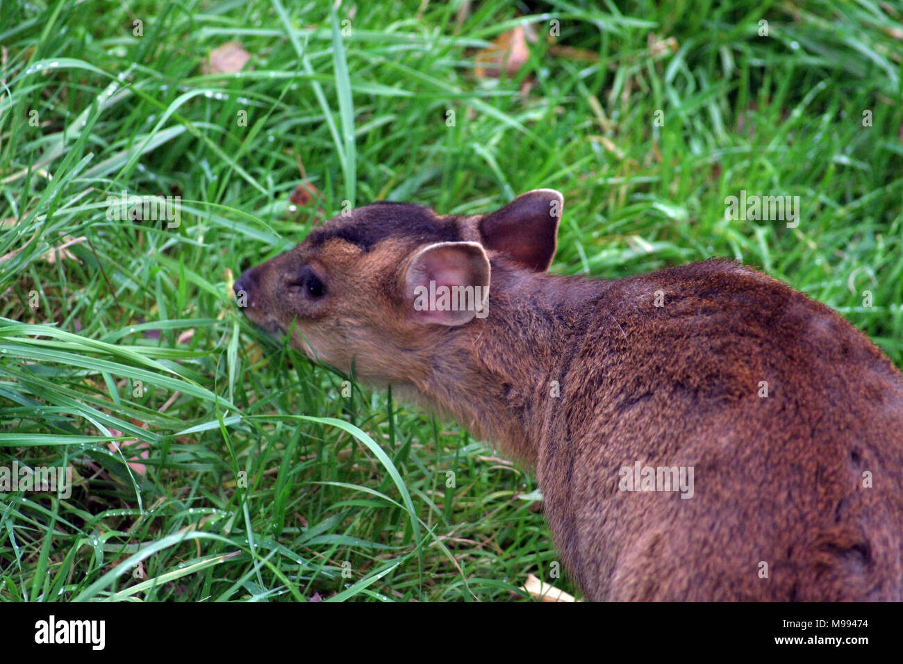Muntac deer, or Reeves muntjac, are common in England following escapes ...