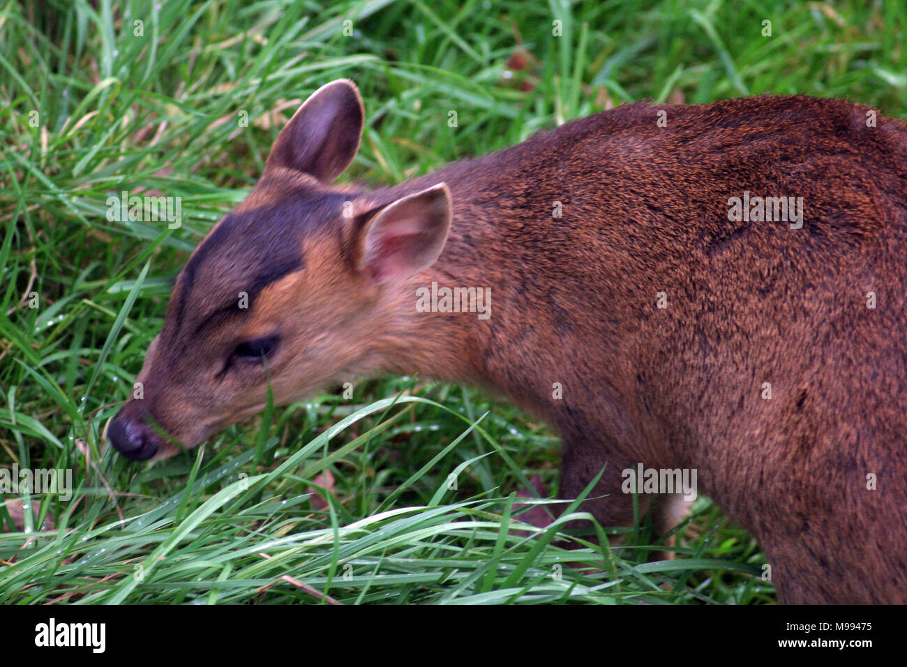 Muntac deer, or Reeves muntjac, are common in England following escapes ...