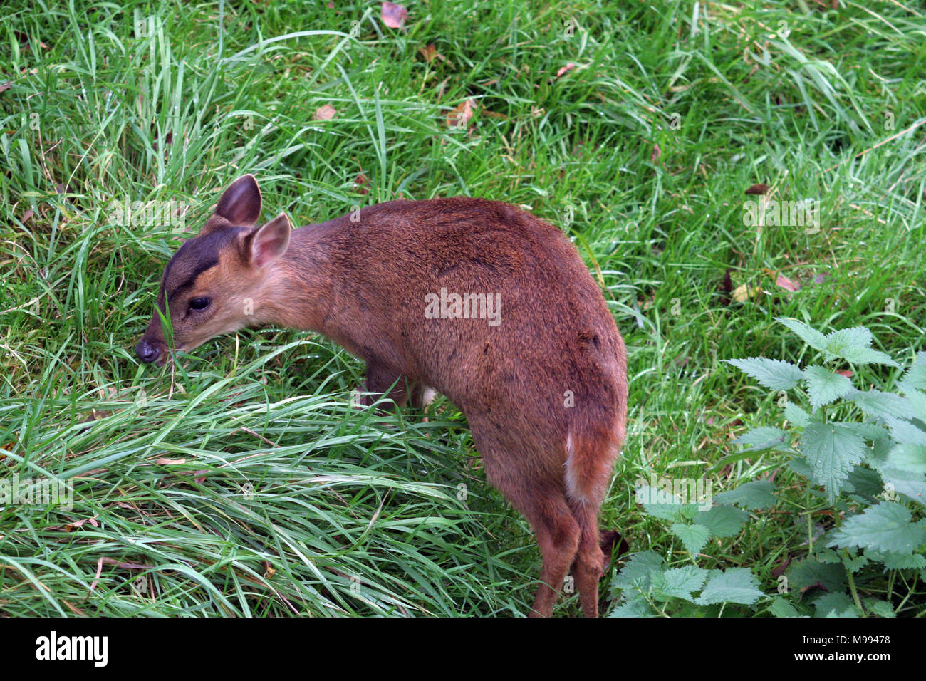 Muntac deer, or Reeves muntjac, are common in England following escapes ...
