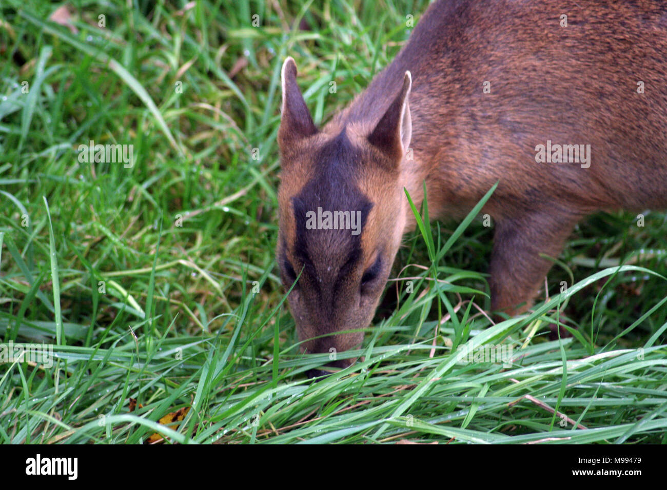 Muntac deer, or Reeves muntjac, are common in England following escapes ...