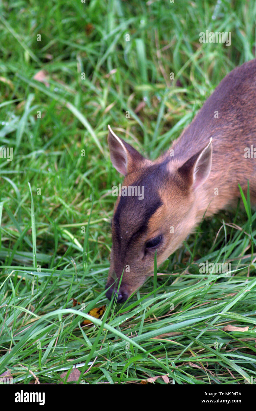Muntac deer, or Reeves muntjac, are common in England following escapes ...