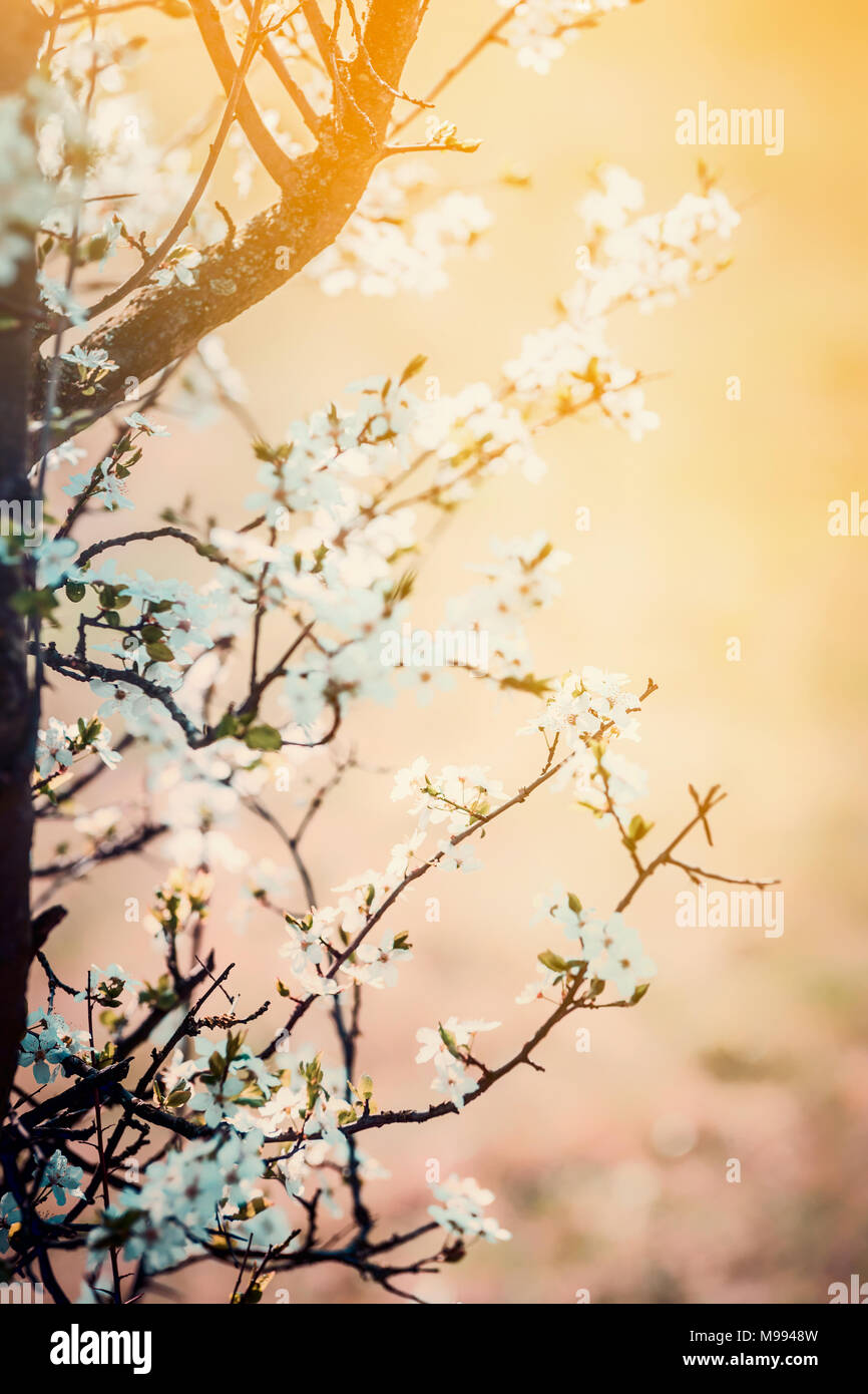 Spring nature background with cherry blossom at sunset Stock Photo - Alamy
