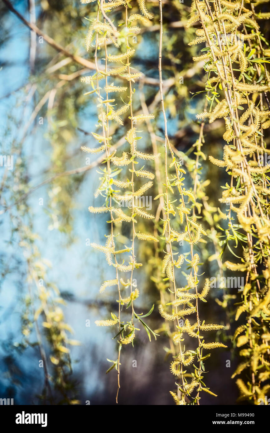 Yellow weeping willow blossom branches, outdoor nature Stock Photo - Alamy