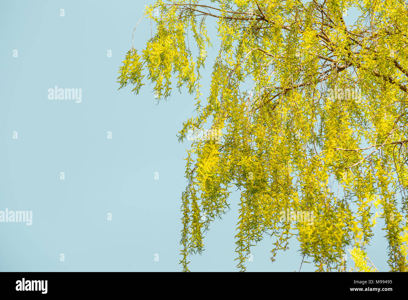 Spring background with yellow weeping willow blossom branches at sky ...