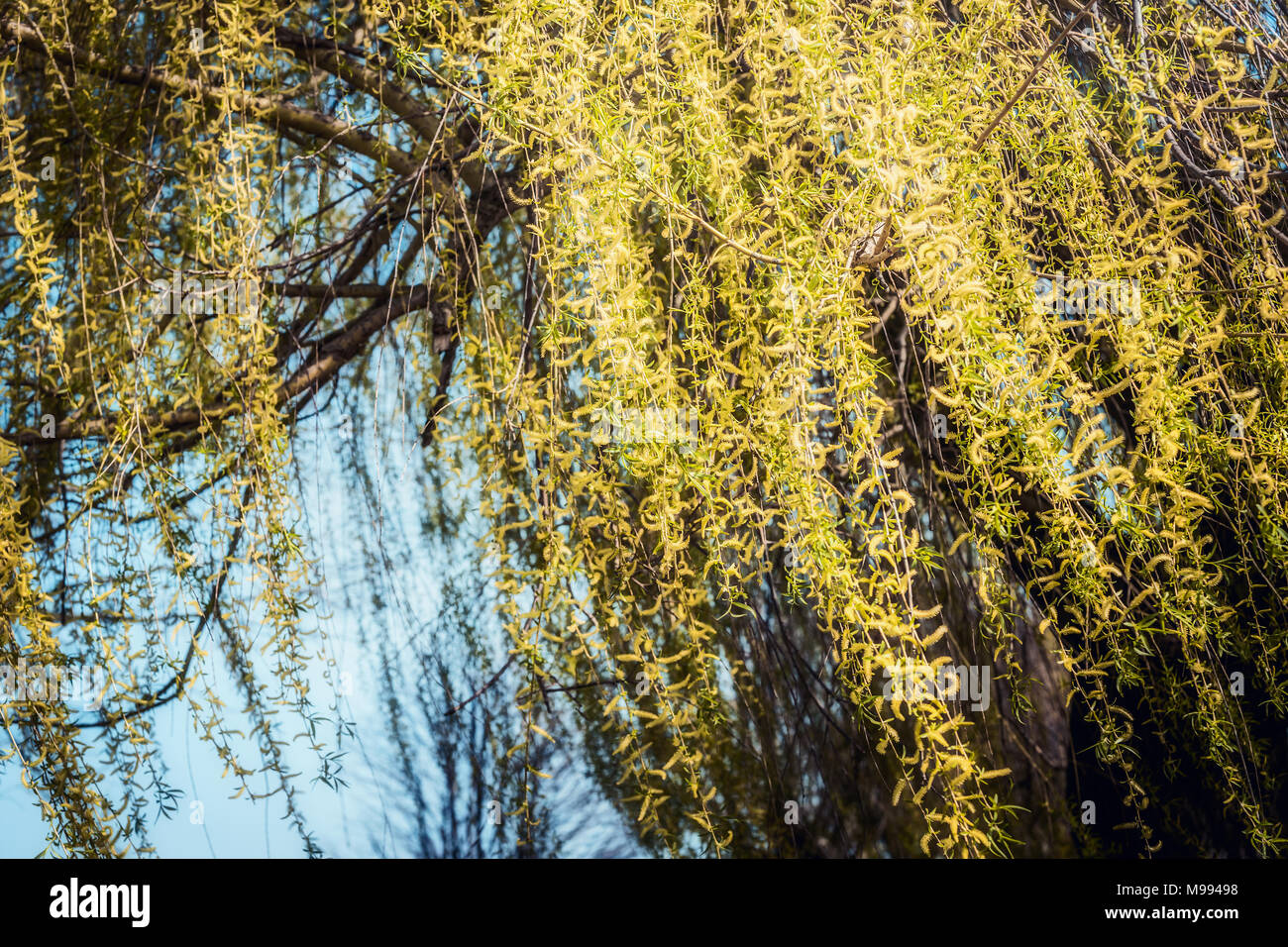 Yellow weeping willow blossom branches at sky Stock Photo - Alamy