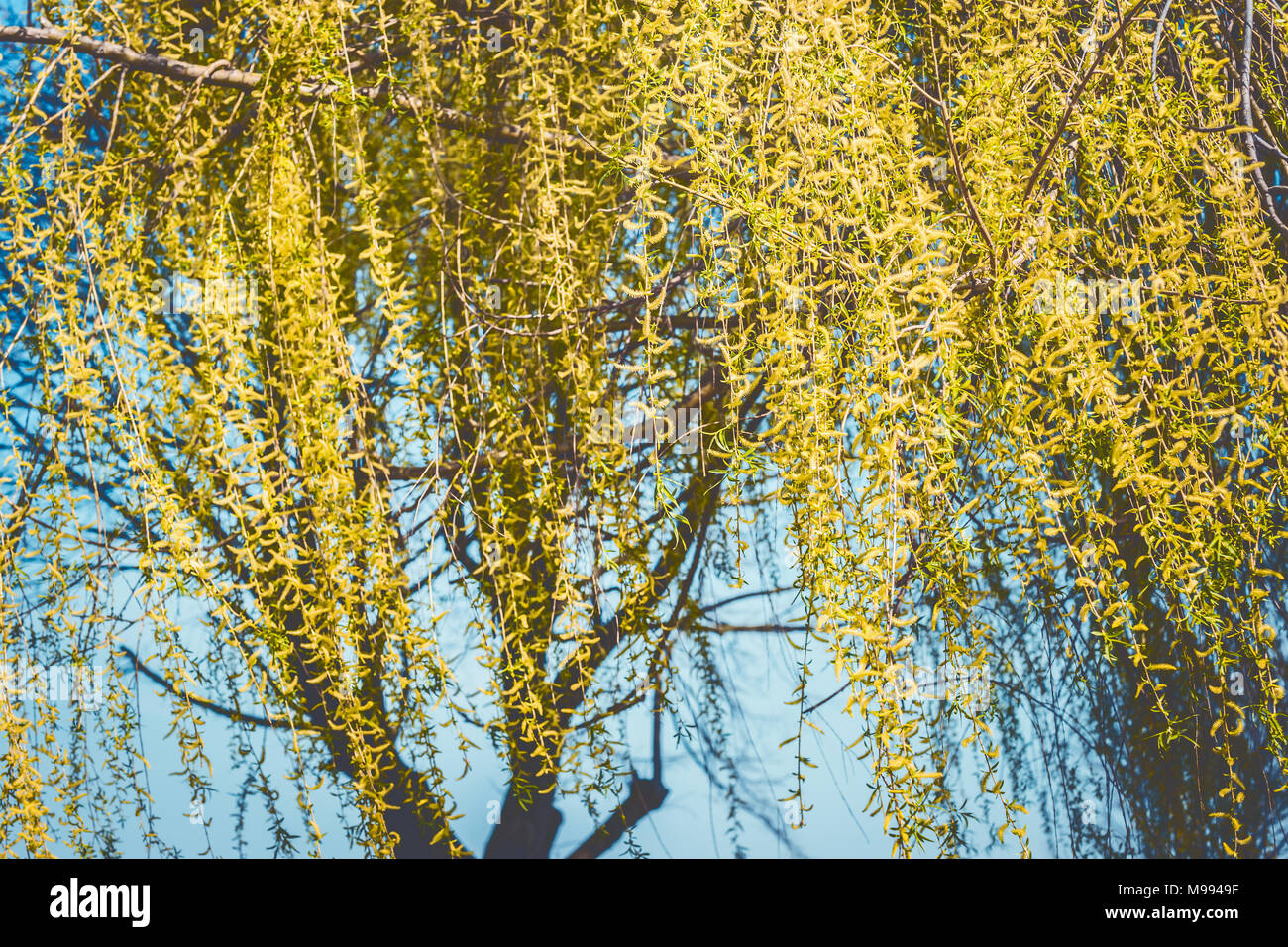 Spring nature background with yellow weeping willow blossom branches at ...
