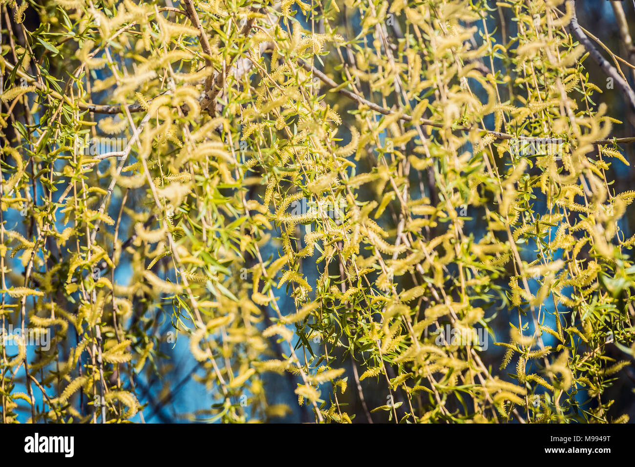 Springtime with yellow weeping willow blossom, outdoor nature Stock ...