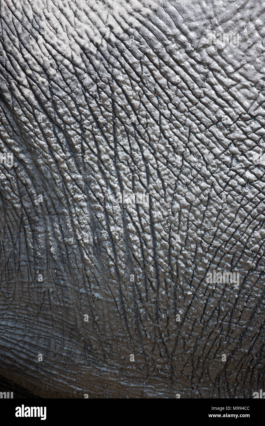 African Elephant (Loxodonta africana). Hide or skin, section on flank ...