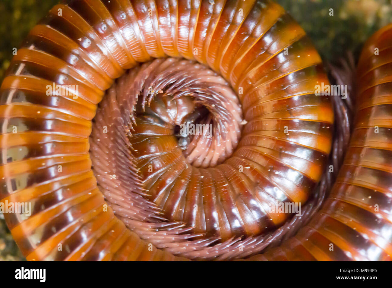 Curled up foot hi-res stock photography and images - Alamy
