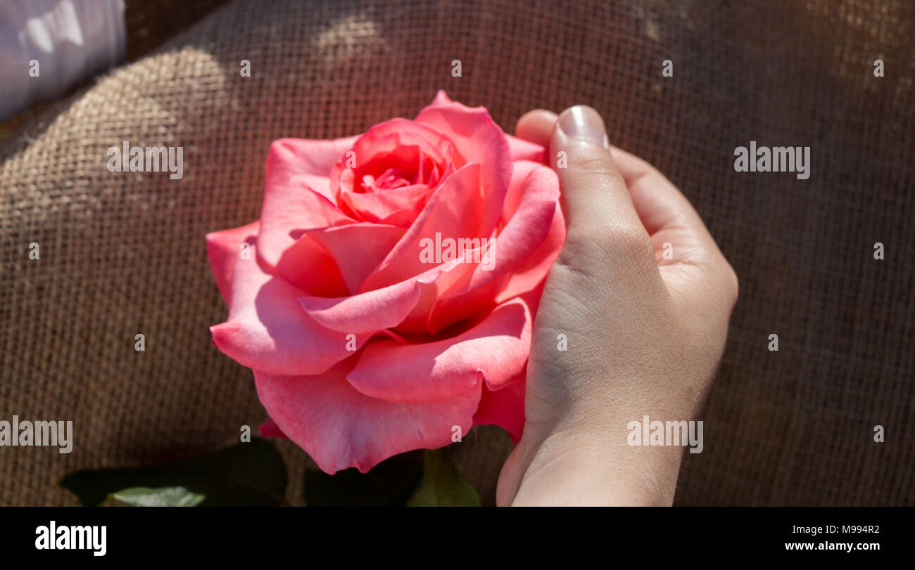 Beautiful fresh rose in hand Stock Photo - Alamy