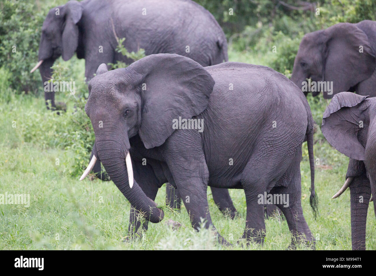 Elephants african savanna hi-res stock photography and images - Alamy