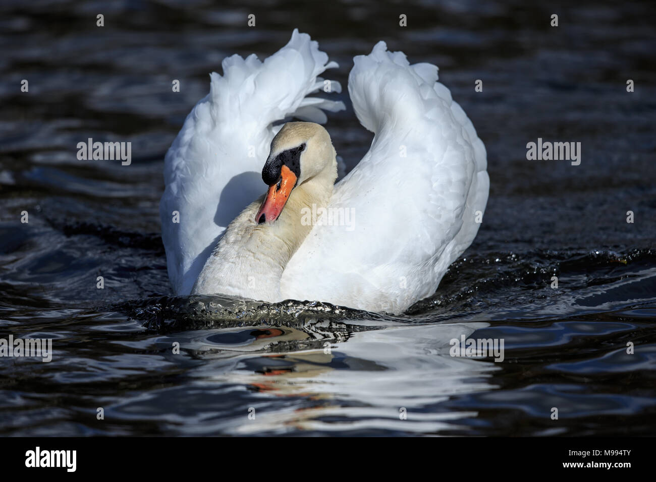 Showboating hi-res stock photography and images - Alamy