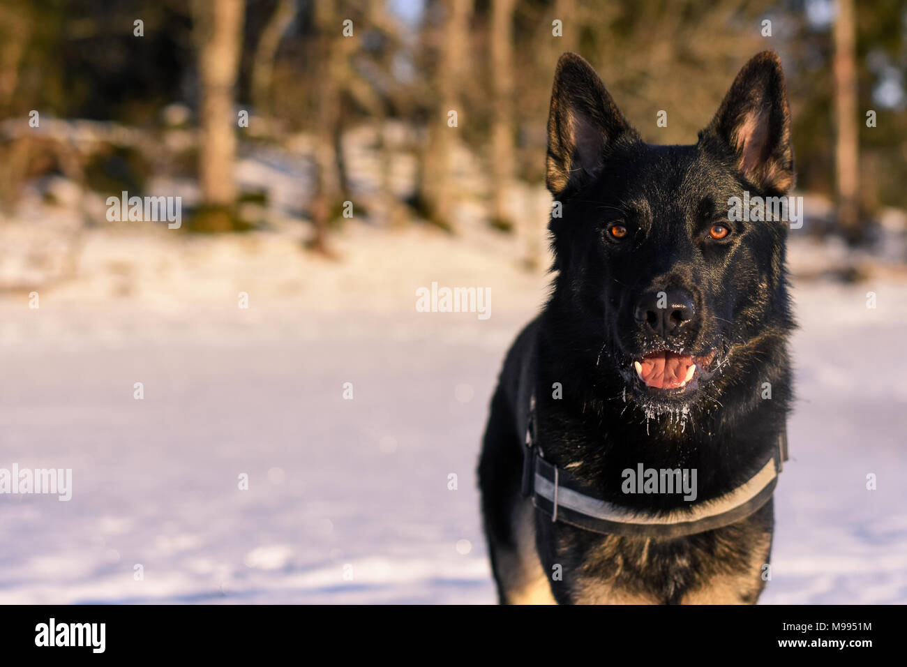 German shepherd in morning light Stock Photo - Alamy