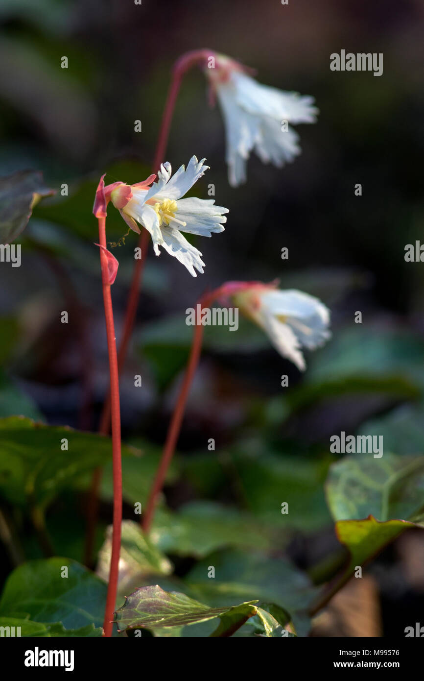 Oconee Bells (Shortia galacifolia) - Holmes Educational State Forest ...
